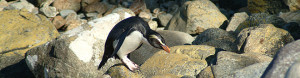 The Penguin ‹ The Tawaki Project