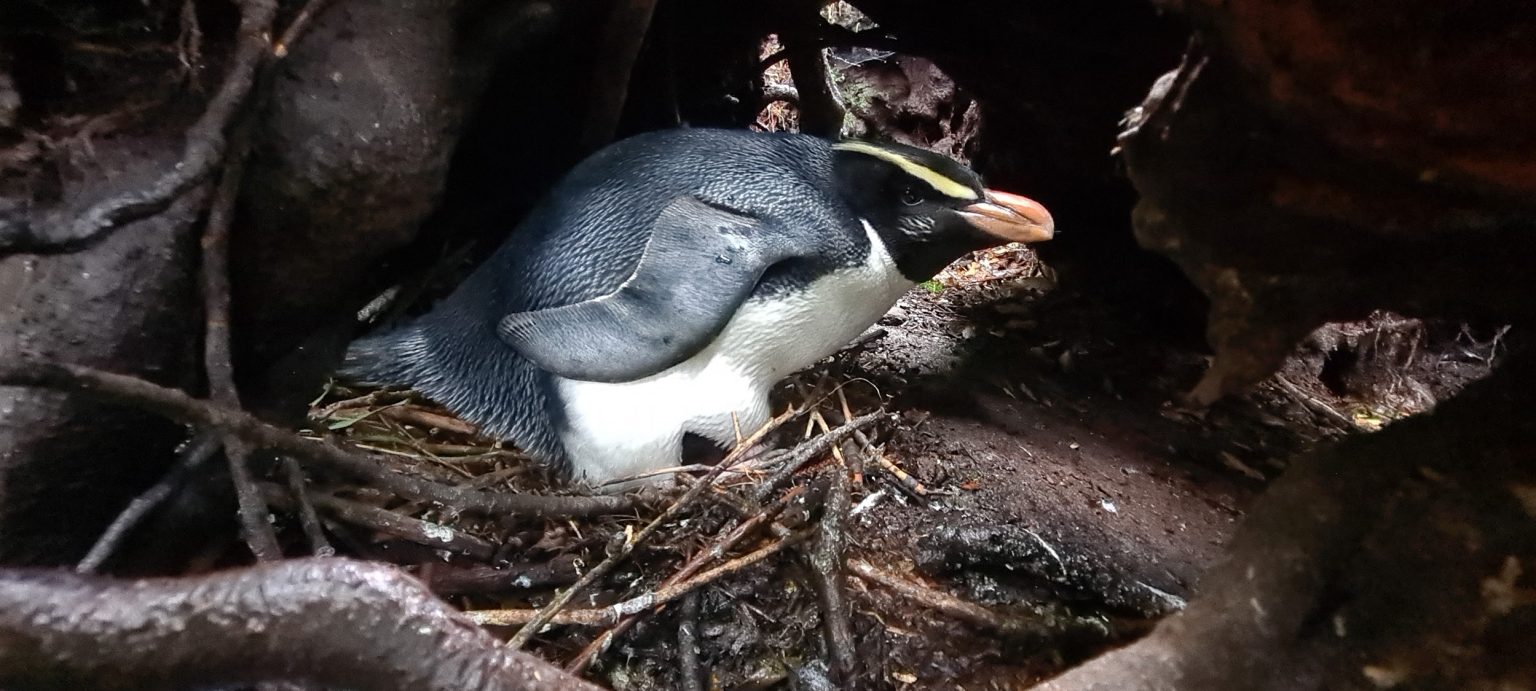 Research Diary ‹ The Tawaki Project