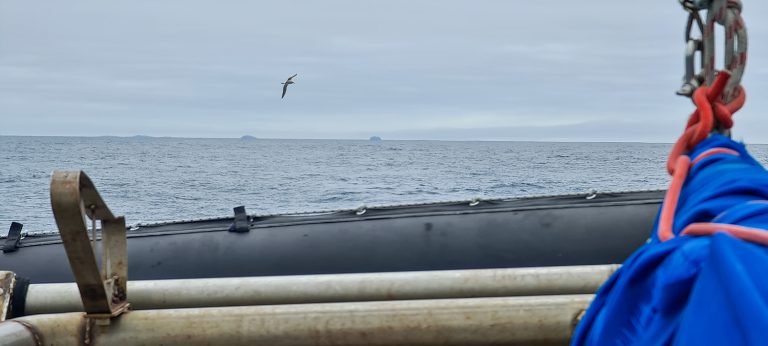 Research Diary ‹ The Tawaki Project