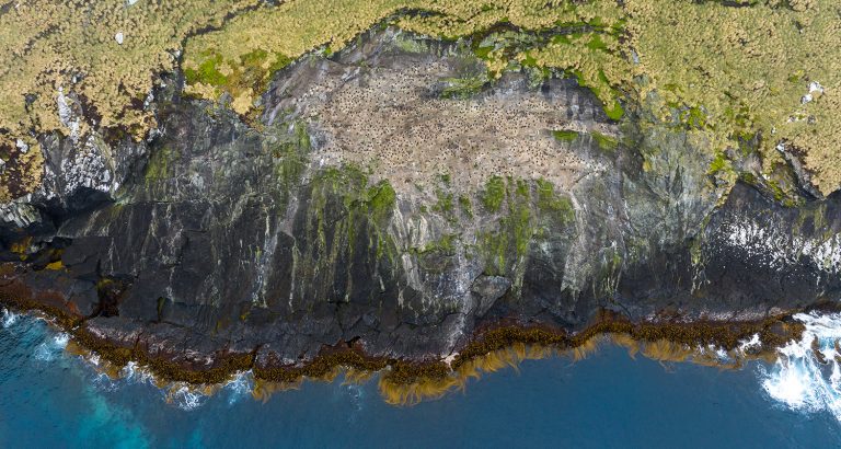 Research Diary ‹ The Tawaki Project